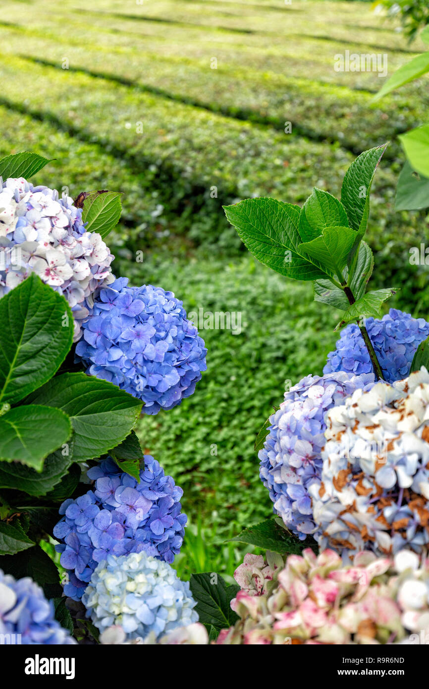 Portrait view of Hydrangeas with rows of tea bushes in the background ...