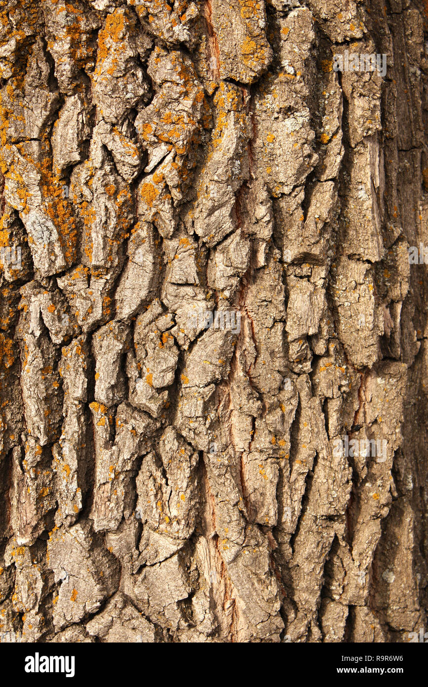 Texture - a bark of an old oak Stock Photo - Alamy