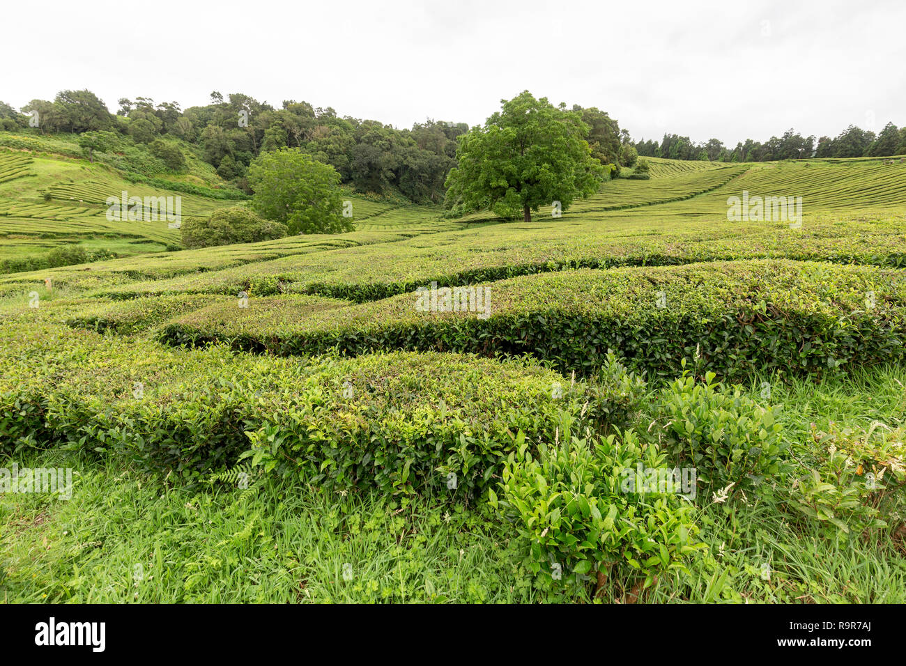 A lone tree growing between hedges of tea at a tea plantation in the ...