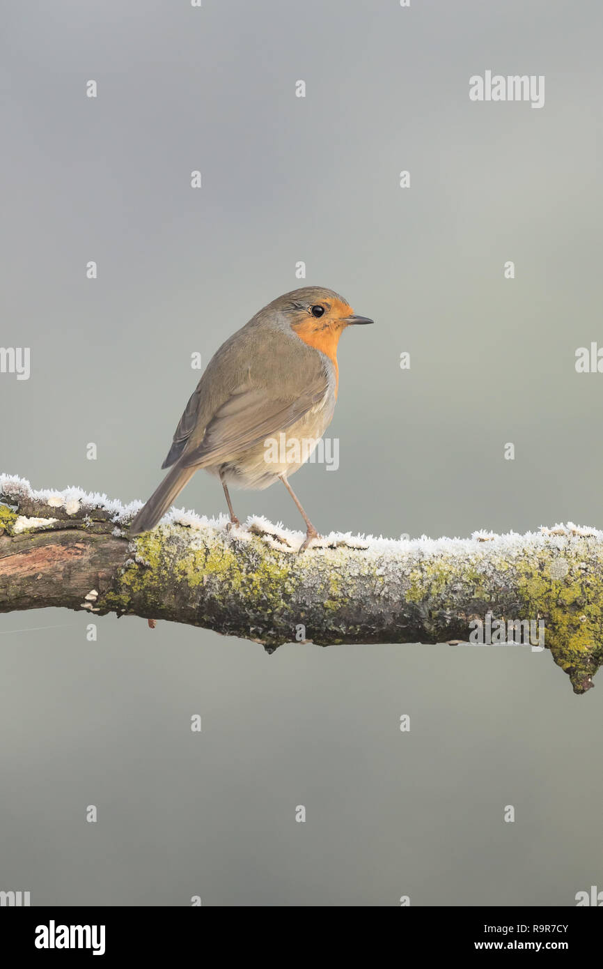 Frozen garden habitat hi-res stock photography and images - Alamy