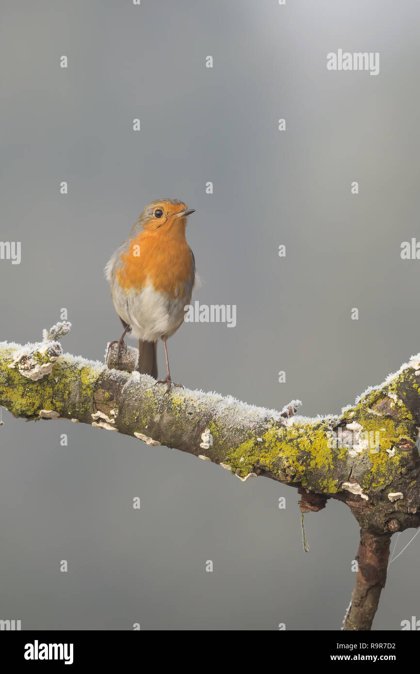 The European robin in frozen morning, Italy Stock Photo - Alamy