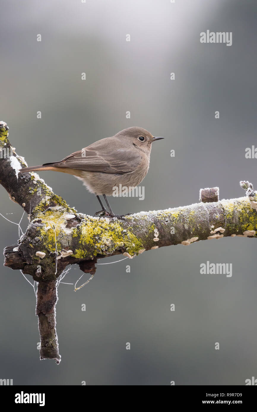 The common redstart (Phoenicurus phoenicurus Stock Photo - Alamy