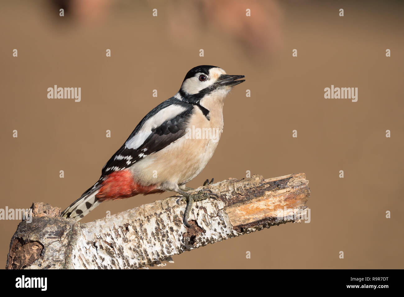 Portrait of the great spotted woodpecker female (Dendrocopos major ...