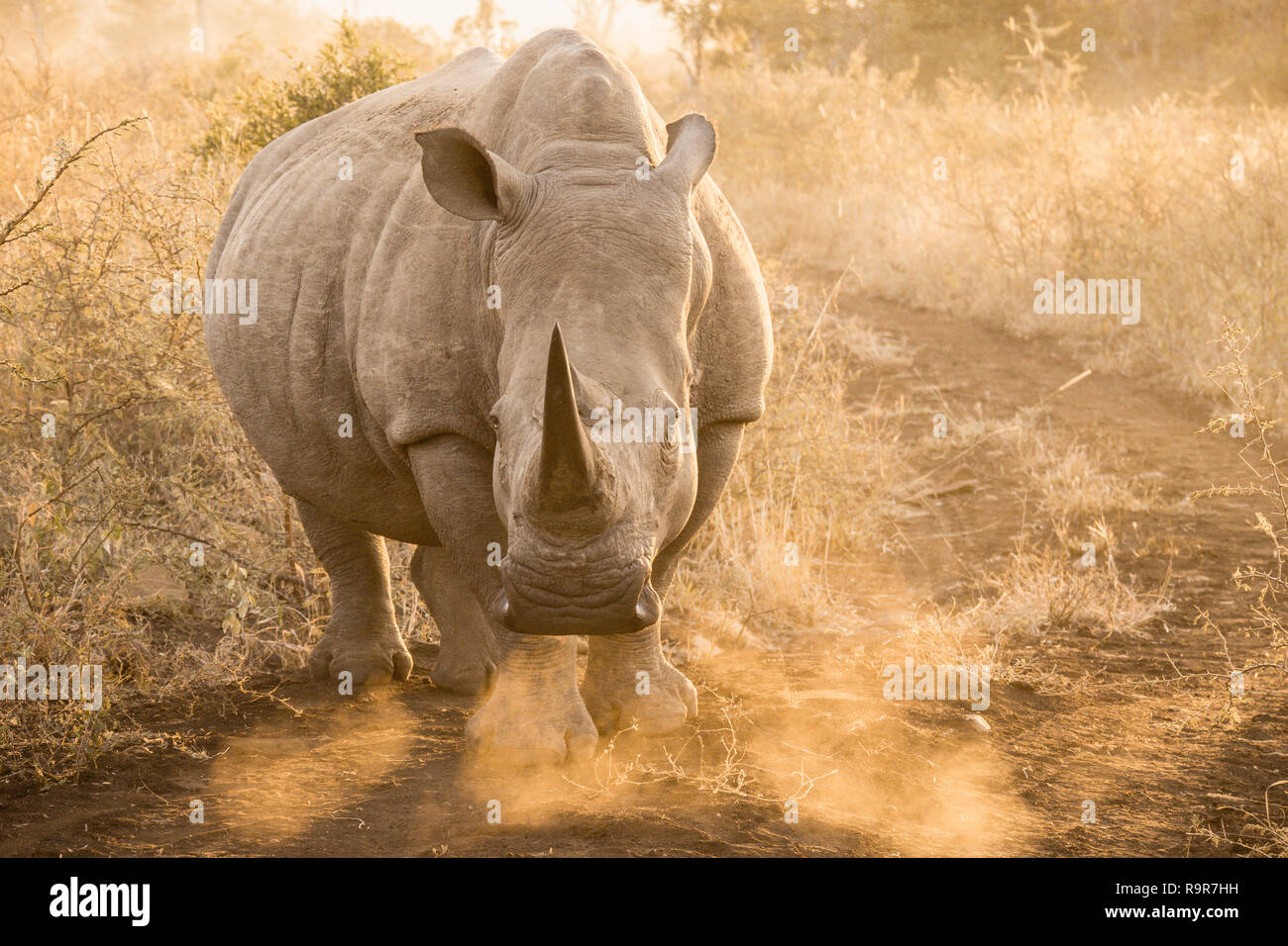 Rhino nose hi-res stock photography and images - Alamy