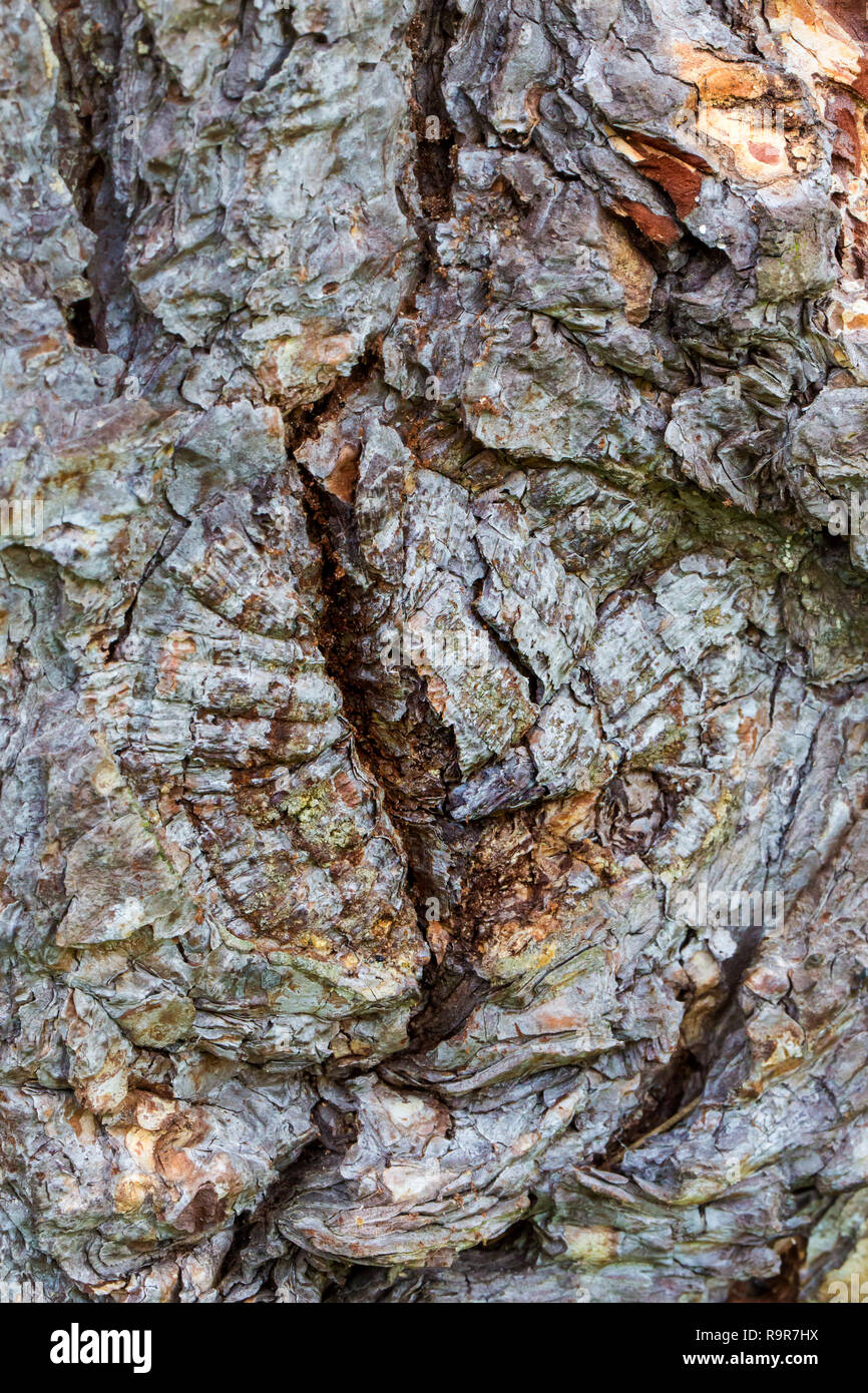 Furrows in bark hi-res stock photography and images - Alamy