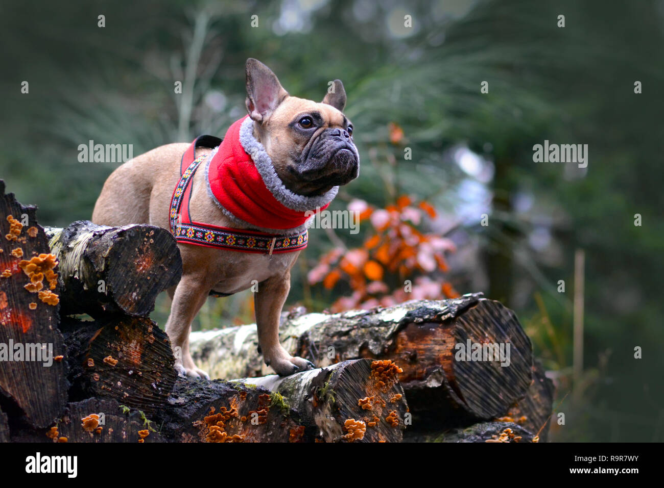 Black neck scarf hi-res stock photography and images - Alamy