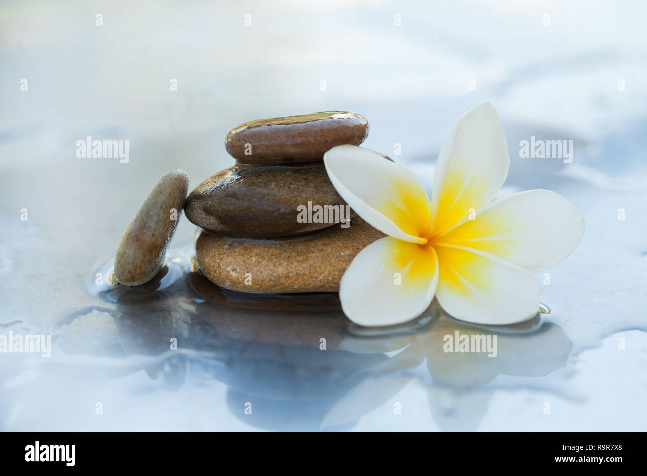 Spa flower and stones for massage treatment on white background Stock Photo - Alamy