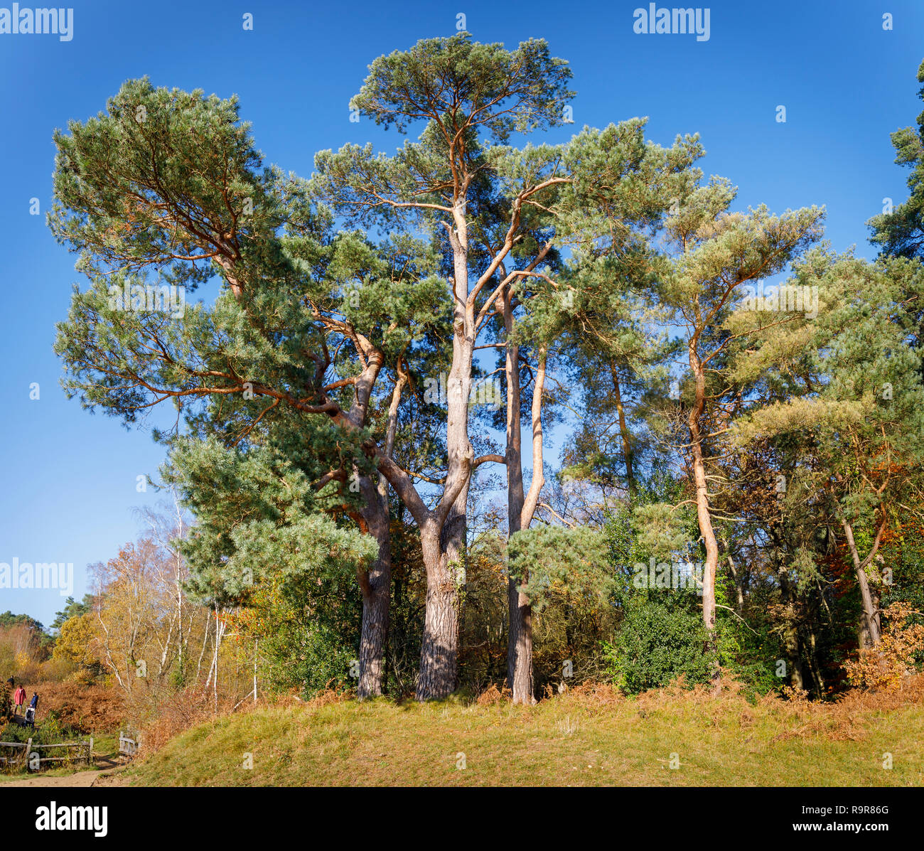 Fir tree pond hi-res stock photography and images - Alamy