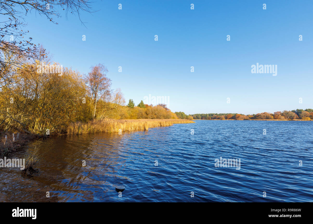 Frensham surrey autumn hi-res stock photography and images - Alamy