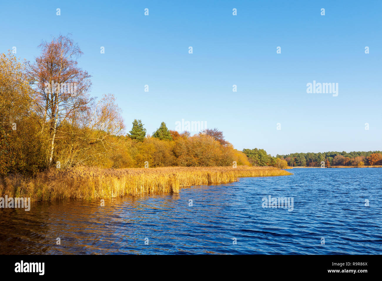Frensham surrey autumn hi-res stock photography and images - Alamy