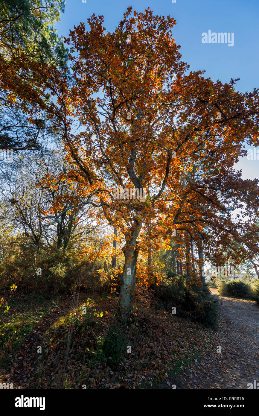 Backlit oak tree (Quercus robur) in golden autumn colours, Frensham ...