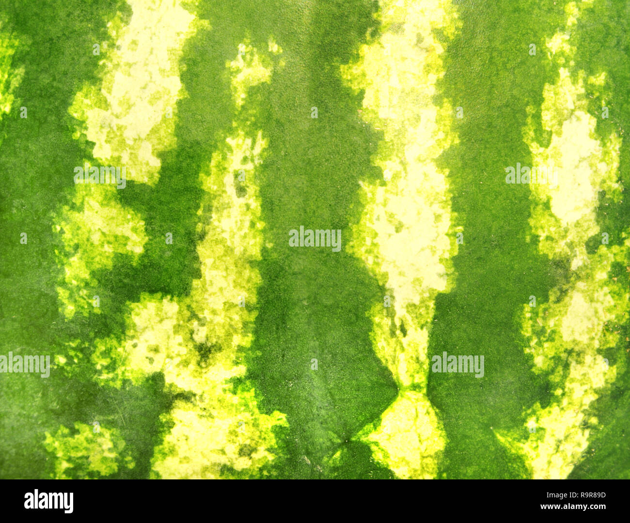 Green striped texture of the rind of watermelon Stock Photo - Alamy