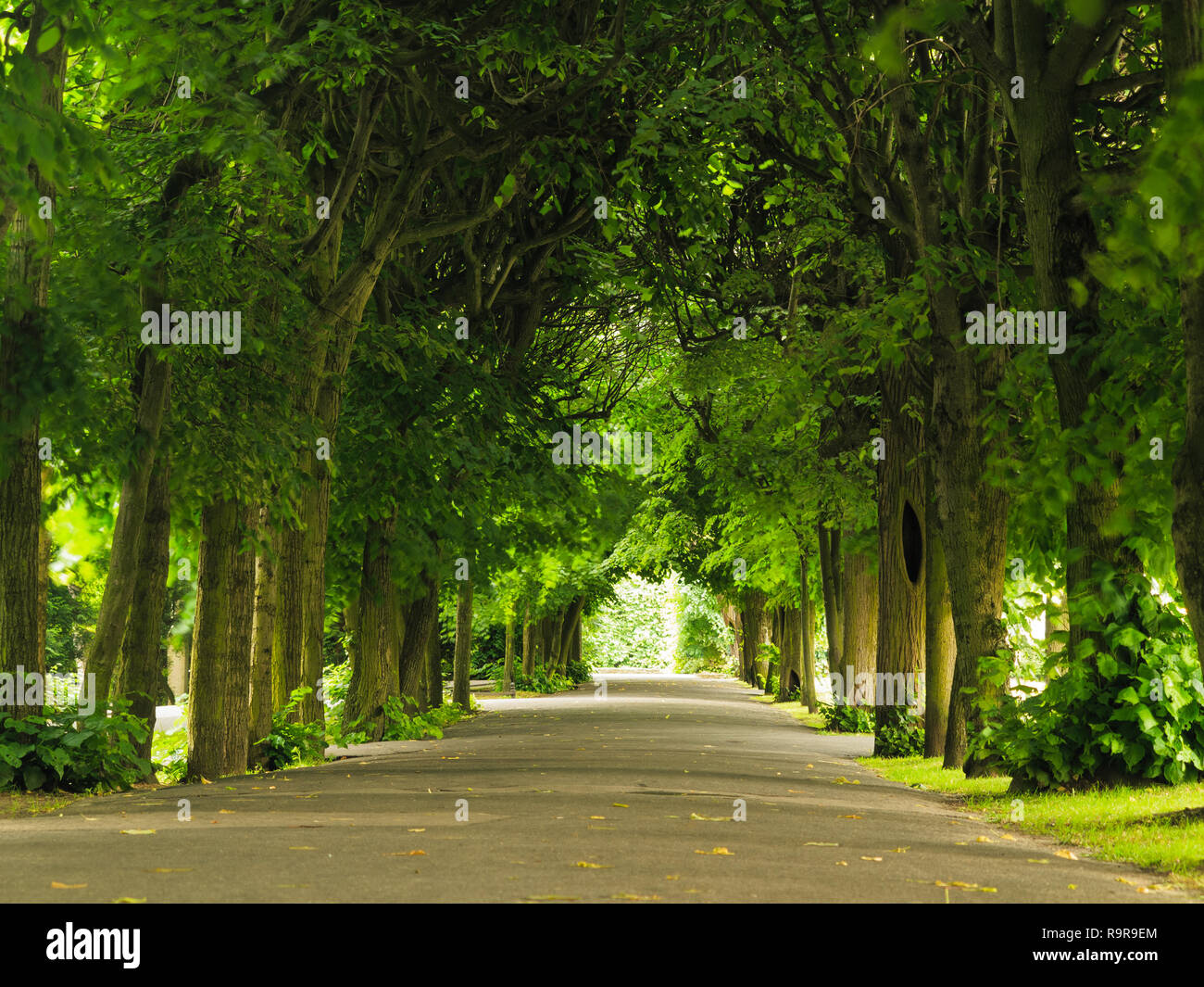 sidewalk walking pavement alley path with trees in park. nature ...
