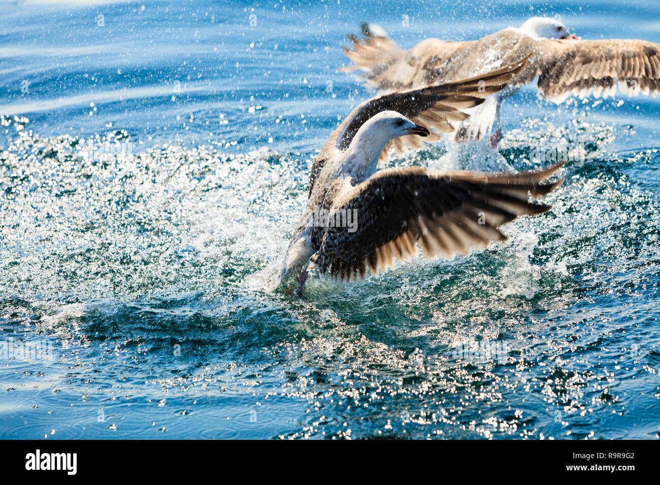 Animals nature and action. Flock of seagulls in fight for food in the ...