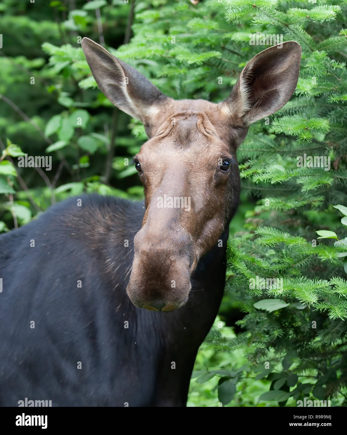 Canada portrait moose hi-res stock photography and images - Alamy