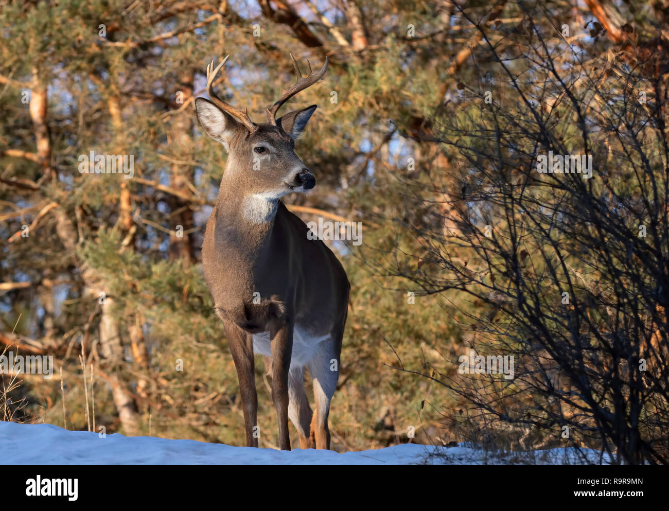 White-tailed deer buck in the winter snow in Canada Stock Photo - Alamy