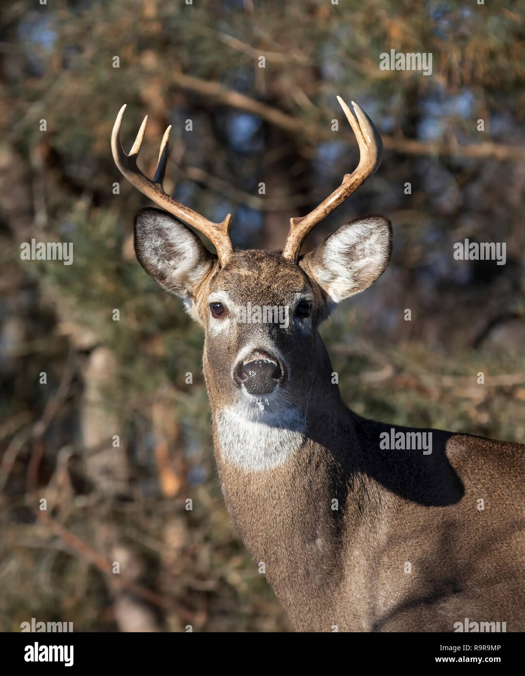 White-tailed deer buck in the winter snow in Canada Stock Photo - Alamy