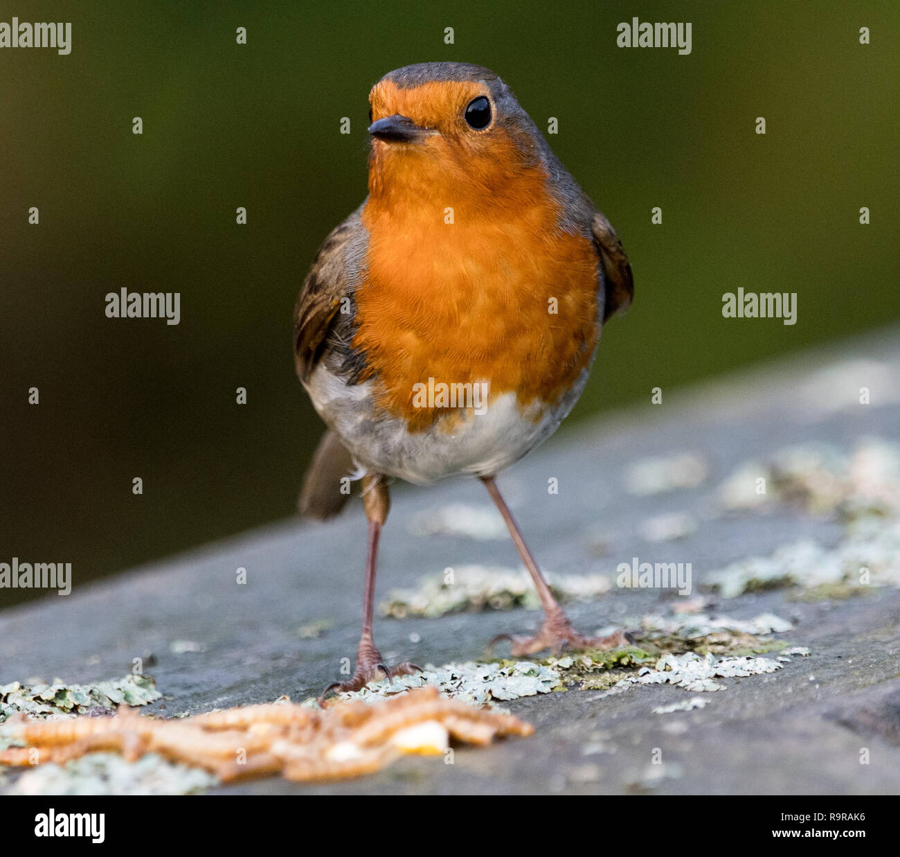 Christmas Robin High Resolution Stock Photography and Images - Alamy