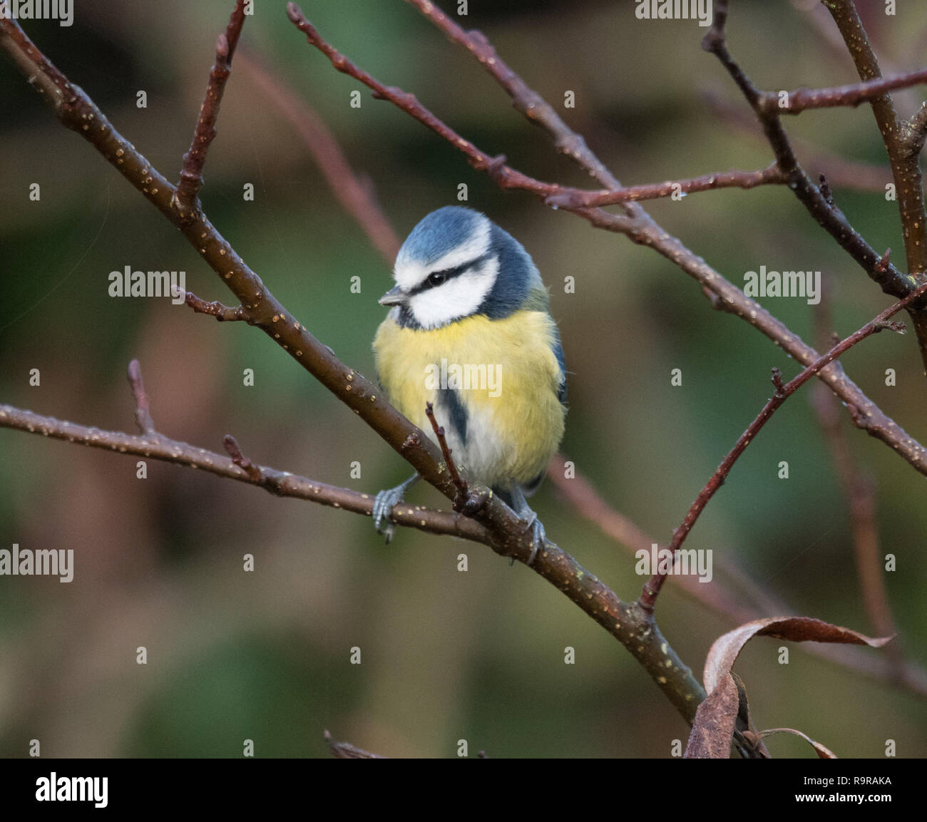 Eurasian Blue tit (Cyanistes caeruleus Stock Photo - Alamy