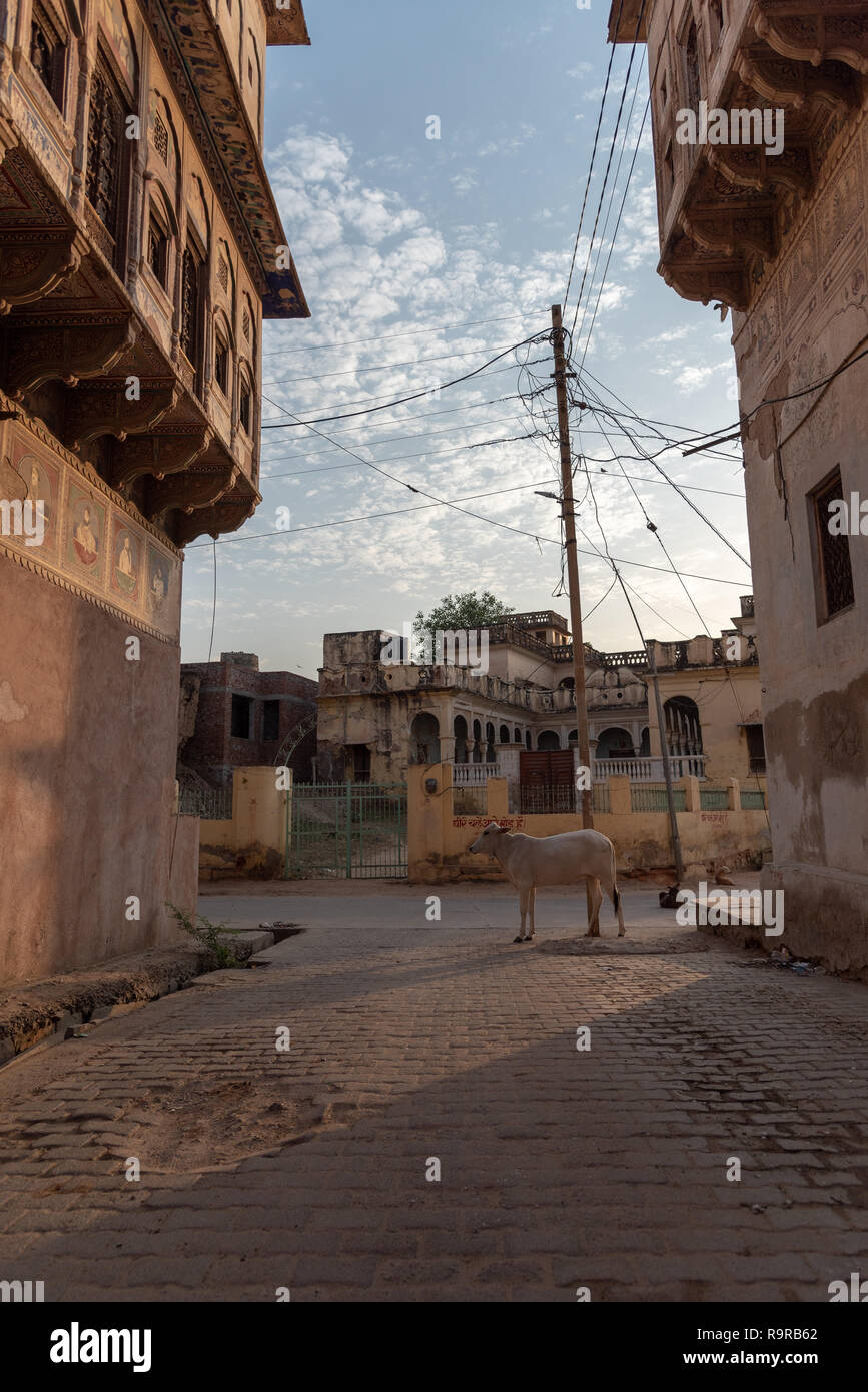 Haveli lined side street with distant cow and overhead power lines ...