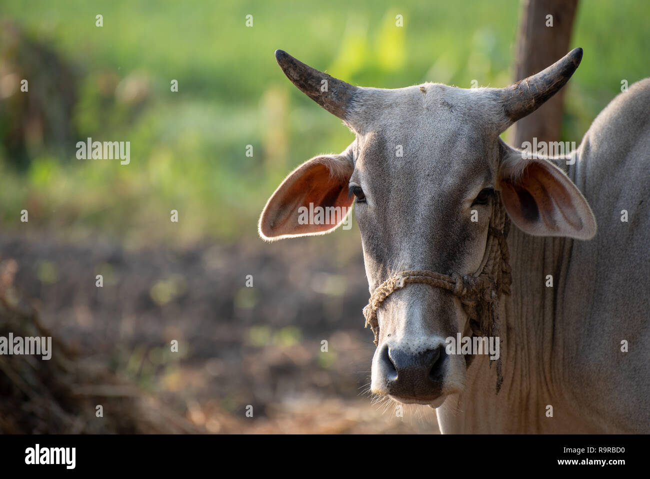 Hariana cow hi-res stock photography and images - Alamy