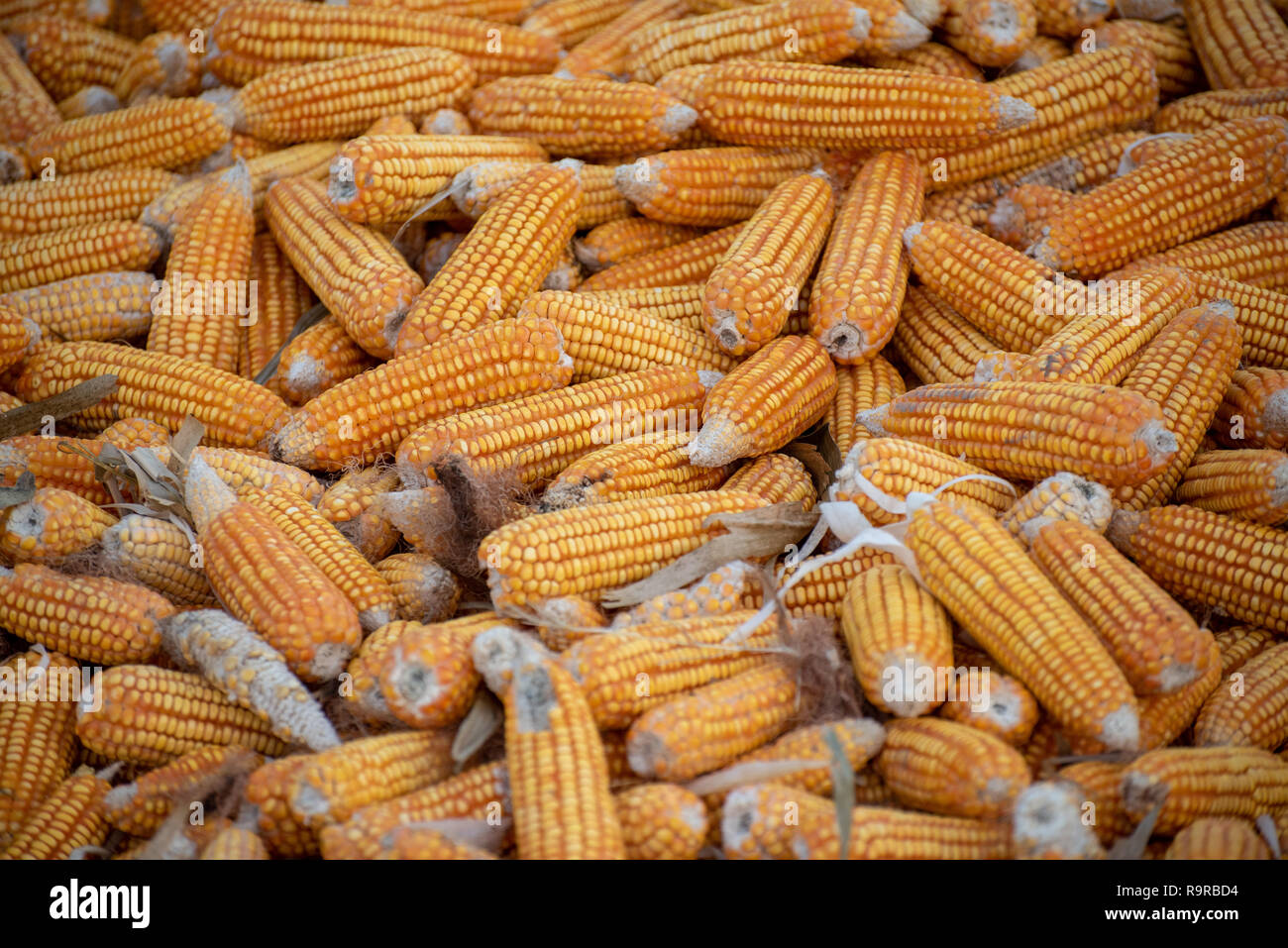 Indian india sweet corn hi-res stock photography and images - Alamy