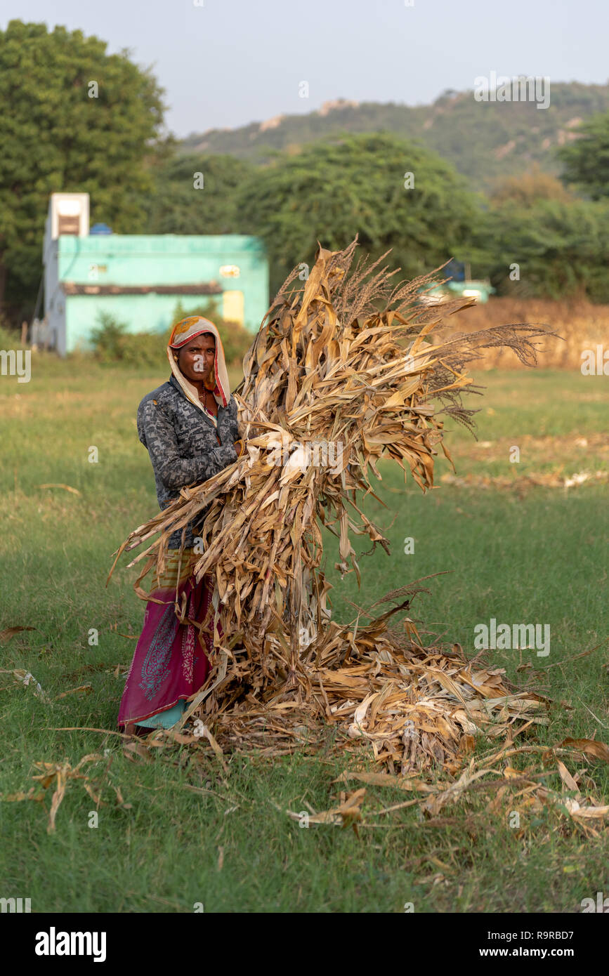 Female Rajasthan farmer gathering harvested dried corn plants in a ...