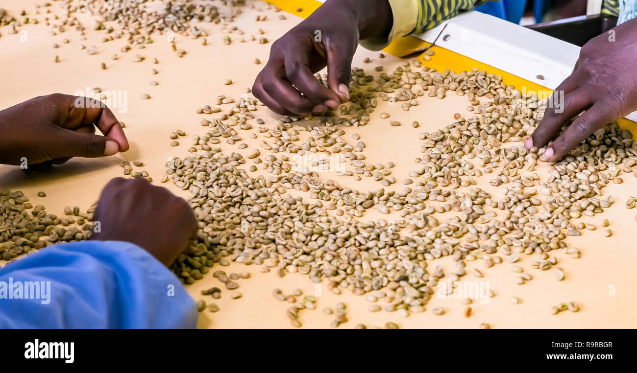Close up of workers hands picking beans off a production line in a ...