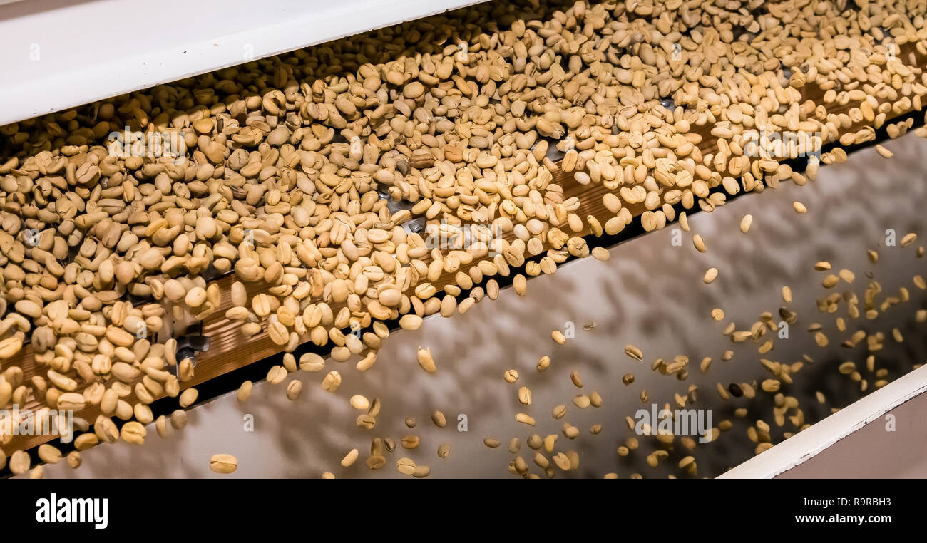 Mechanised Coffee bean processing, Raw Coffee Bean sorting and ...