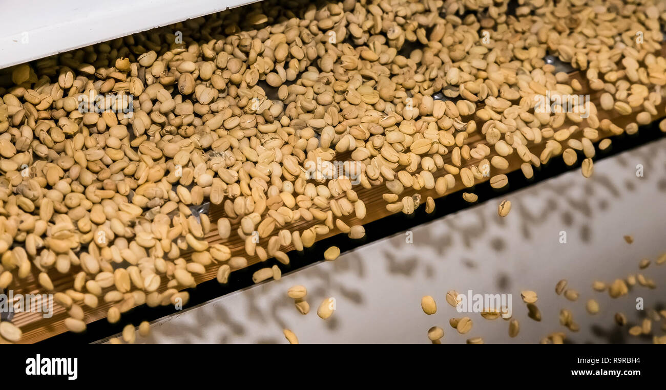 Mechanised Coffee bean processing, Raw Coffee Bean sorting and ...