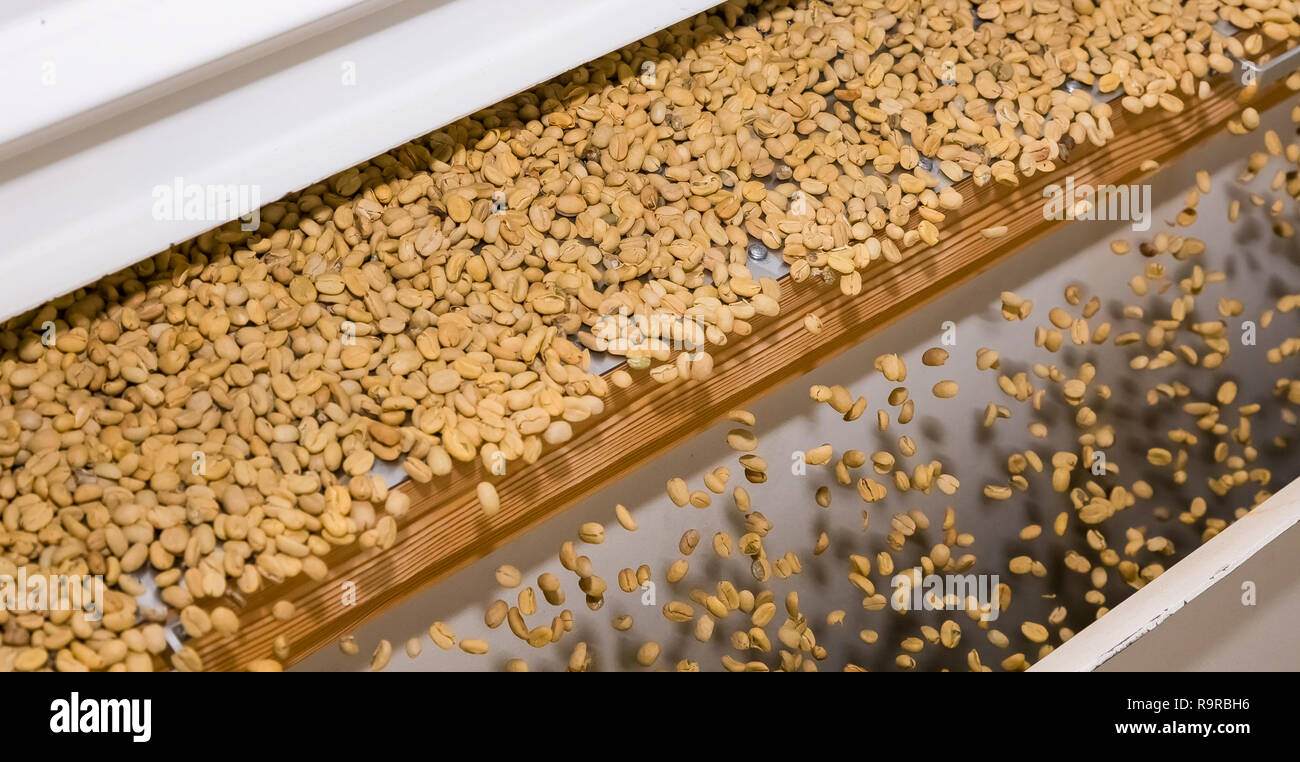 Mechanised Coffee bean processing, Raw Coffee Bean sorting and ...