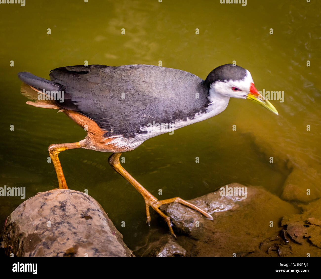 Sea hen near the lake Stock Photo - Alamy
