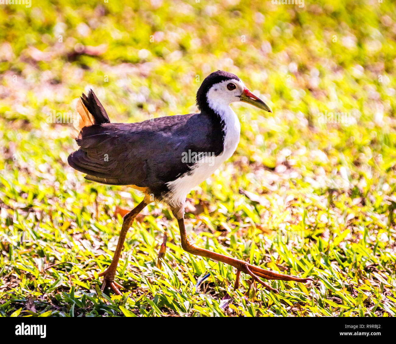 Sea hen hi-res stock photography and images - Alamy