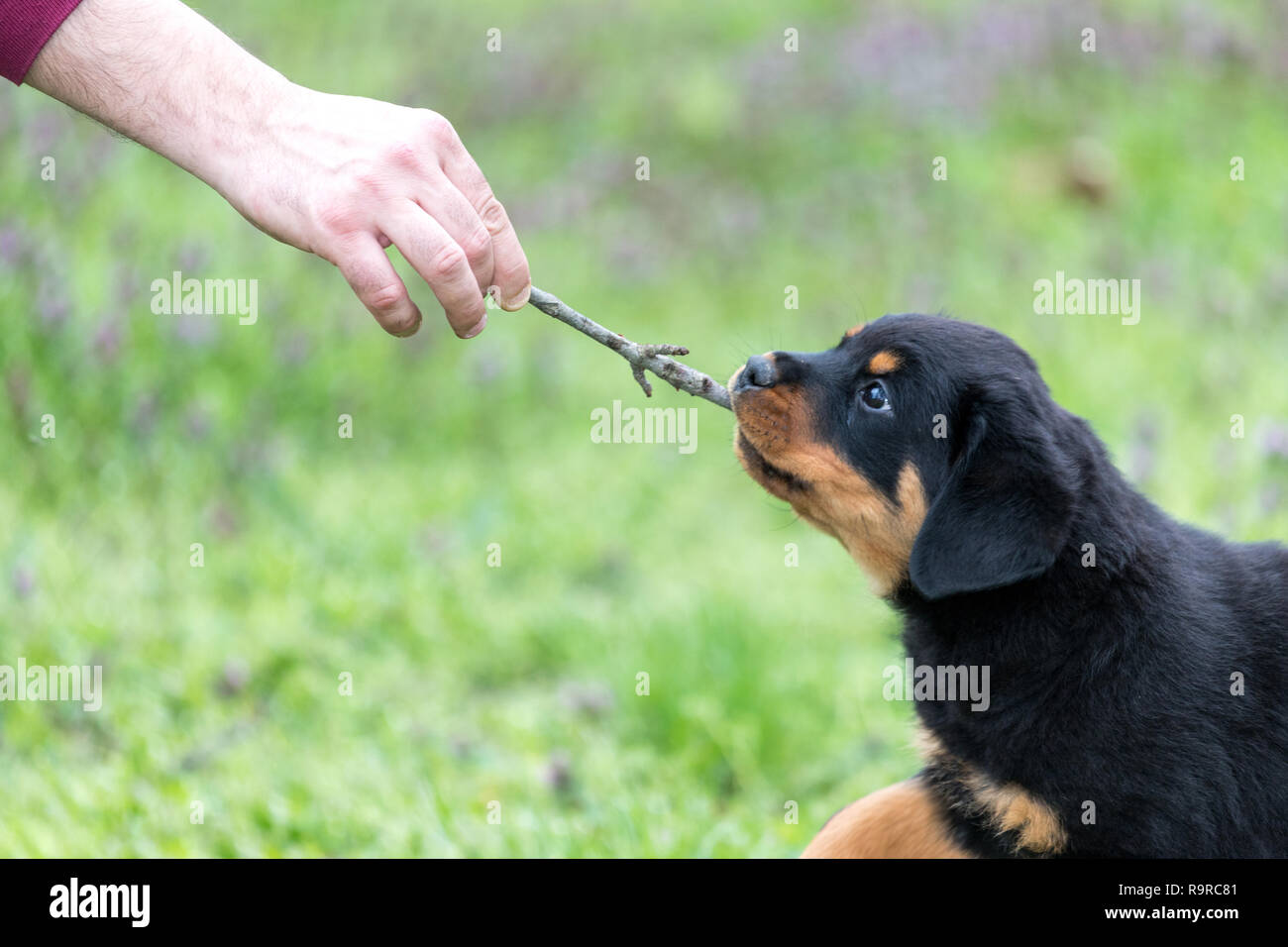 Cute rottweiler puppy playing outdoors in a sunny summer day Stock ...