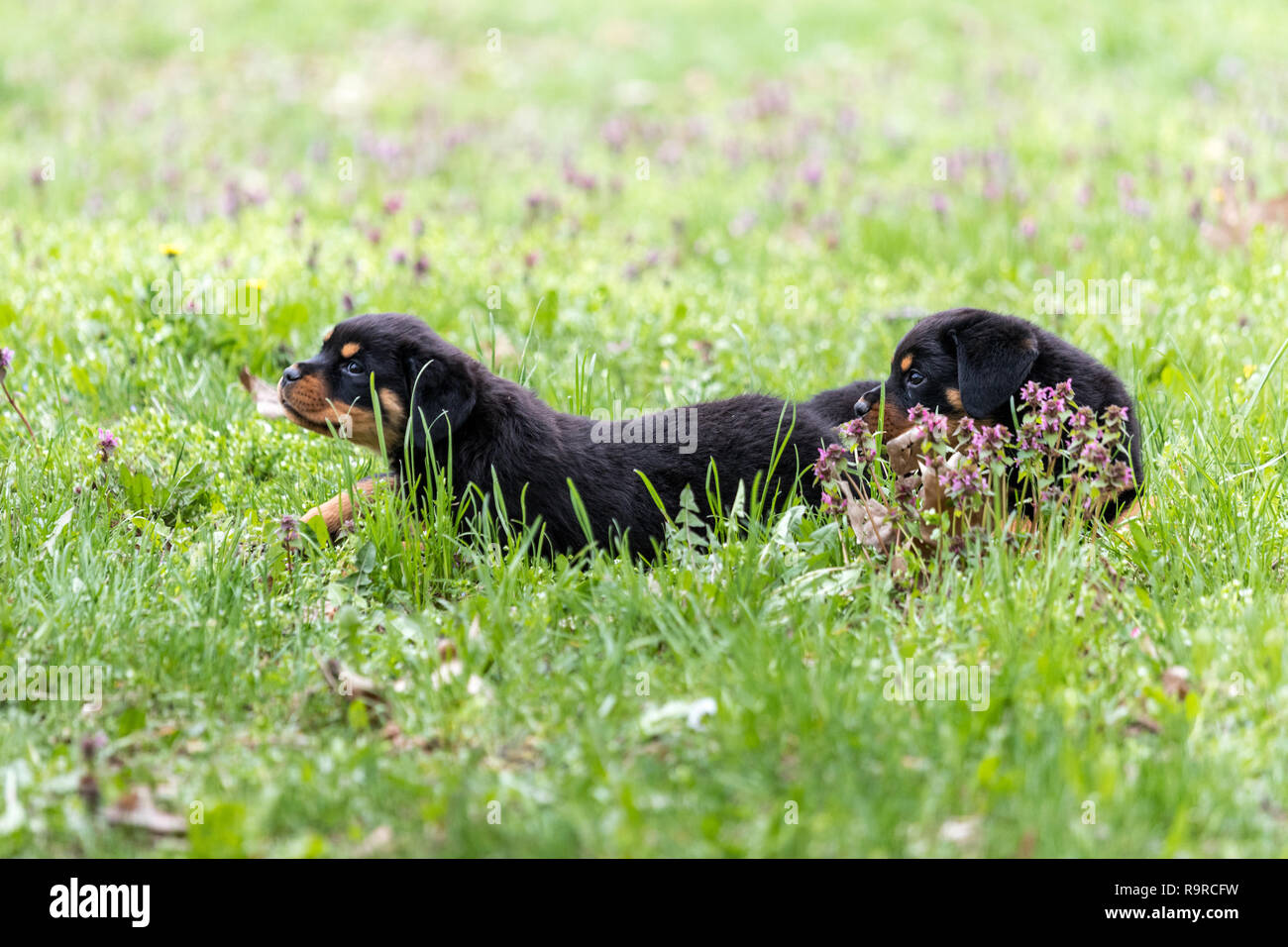 Small rottweiler puppies playing together in the grass Stock Photo - Alamy