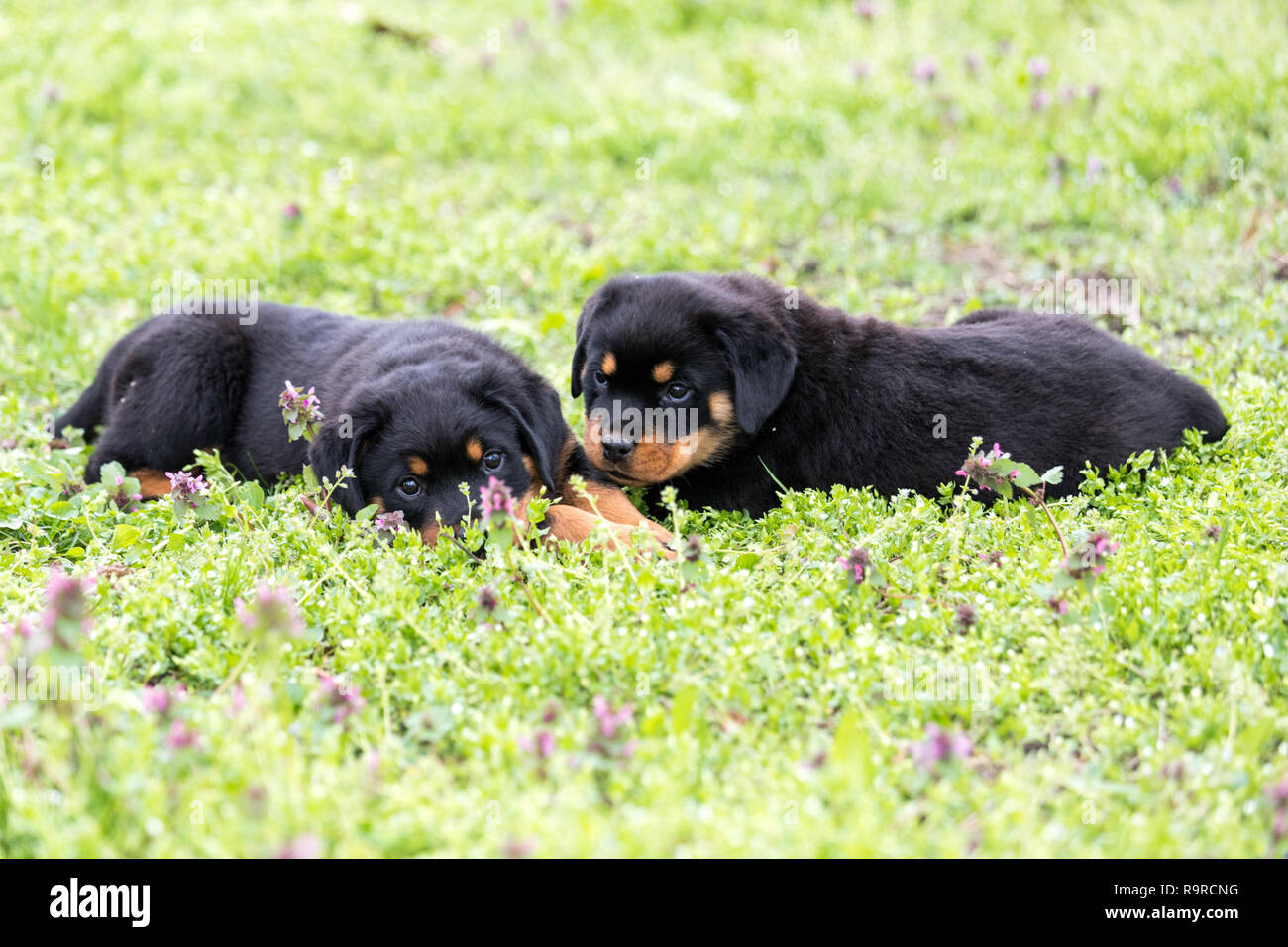 Small rottweiler puppies playing together in the grass. Outdoors Stock ...