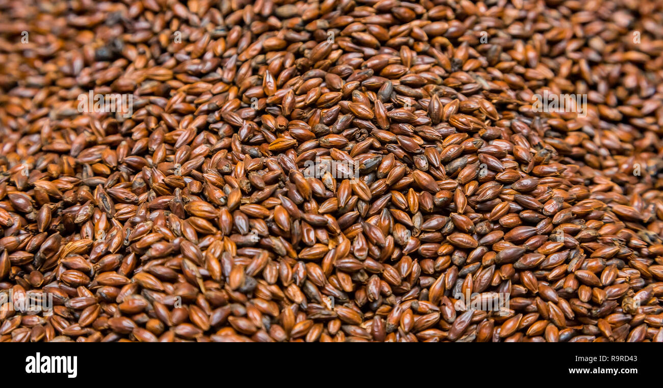 Close-up Dried Dark Black Barley Malt in a sack for brewing beer Stock ...