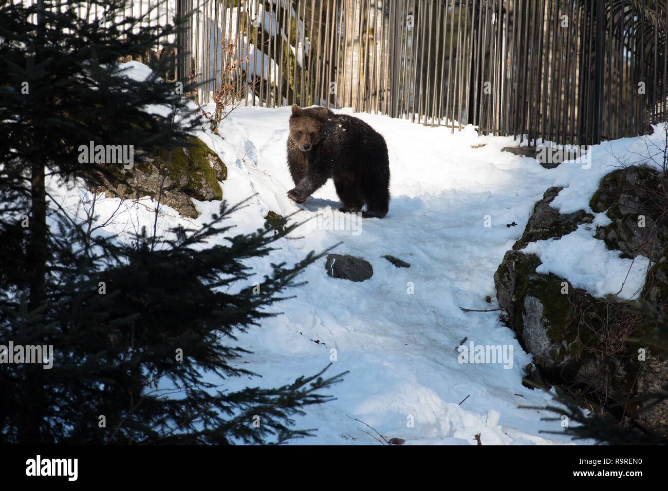 Spruce bar hi-res stock photography and images - Alamy