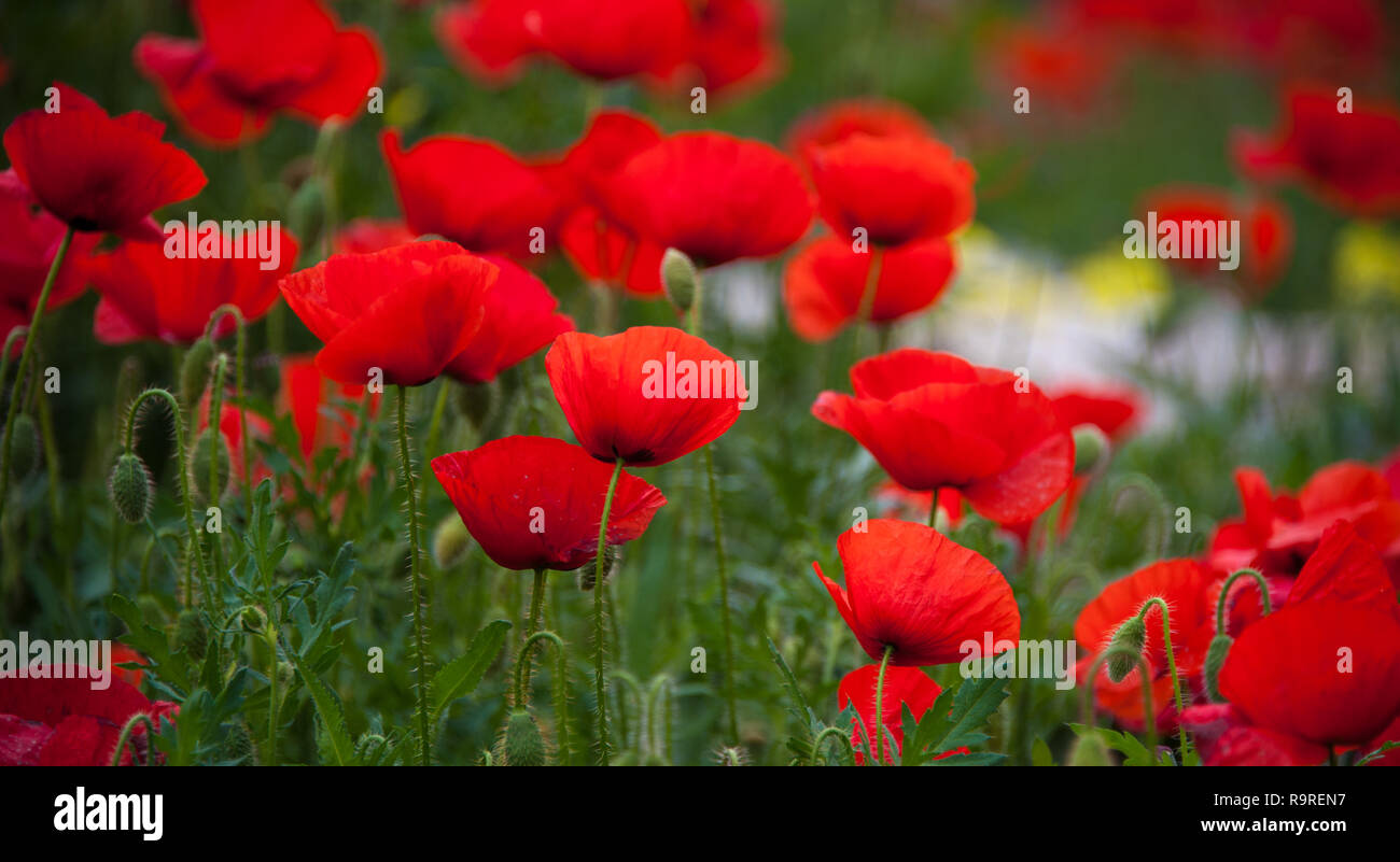 Wallpaper flowers image hi-res stock photography and images - Alamy