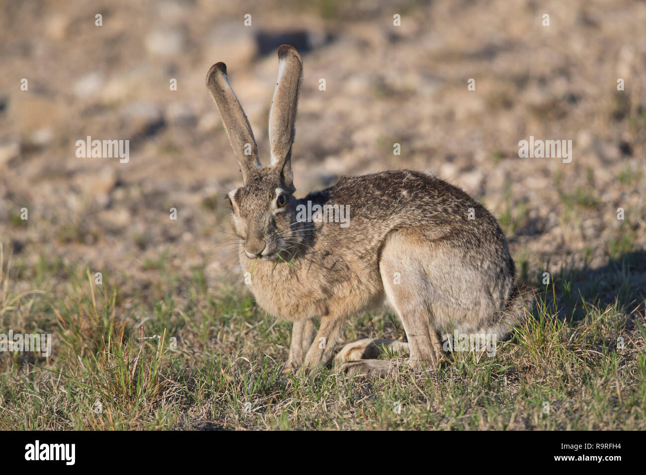 Black Tailed Jackrabbit American Desert Hare High Resolution Stock ...