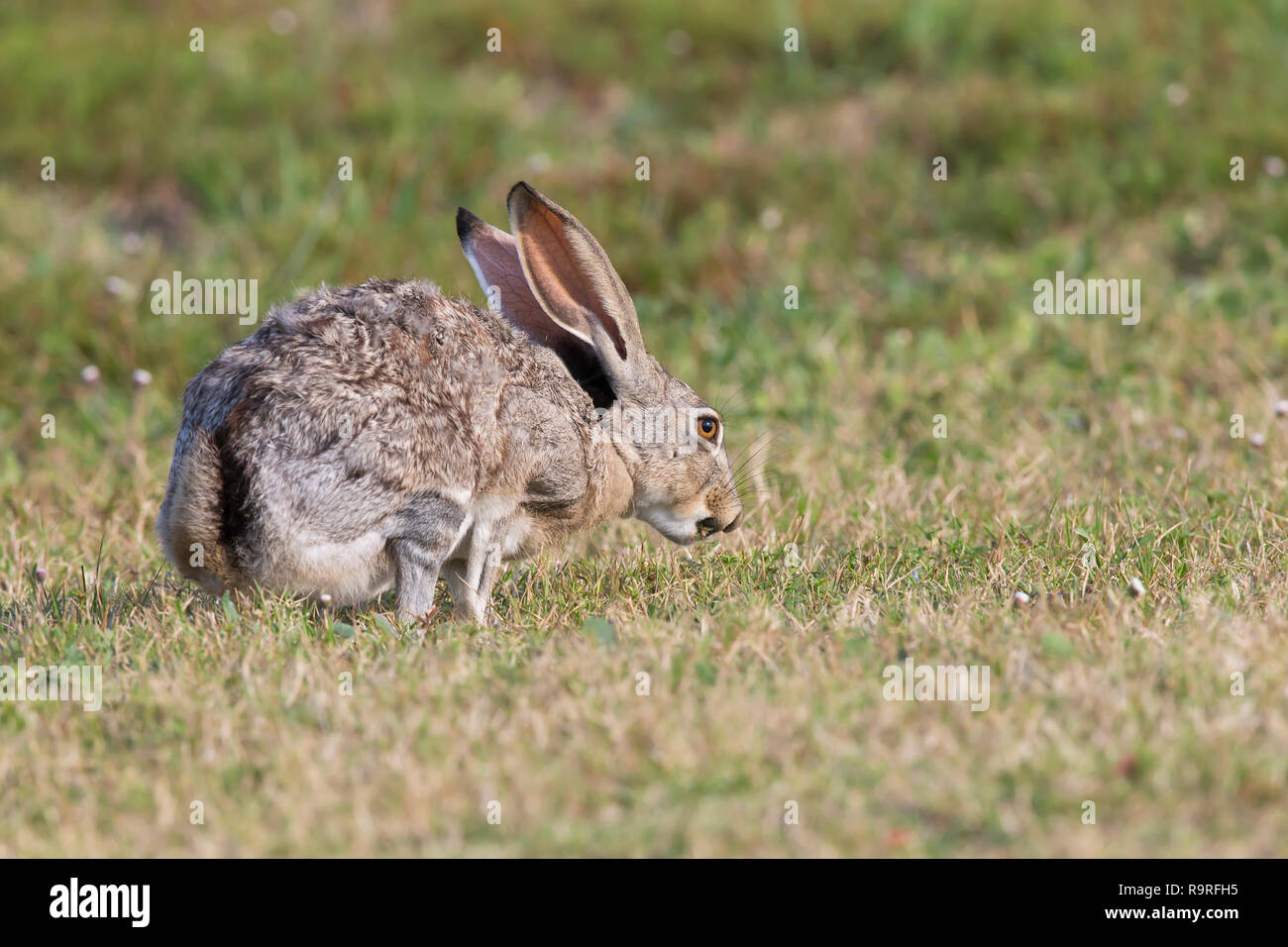 Black Tailed Jackrabbit American Desert Hare High Resolution Stock ...
