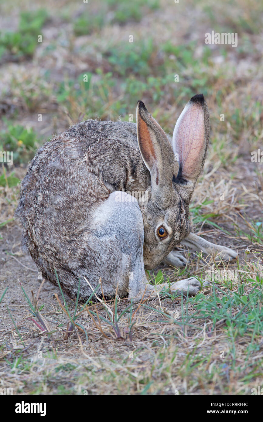 Black Tailed Jackrabbit American Desert Hare High Resolution Stock ...