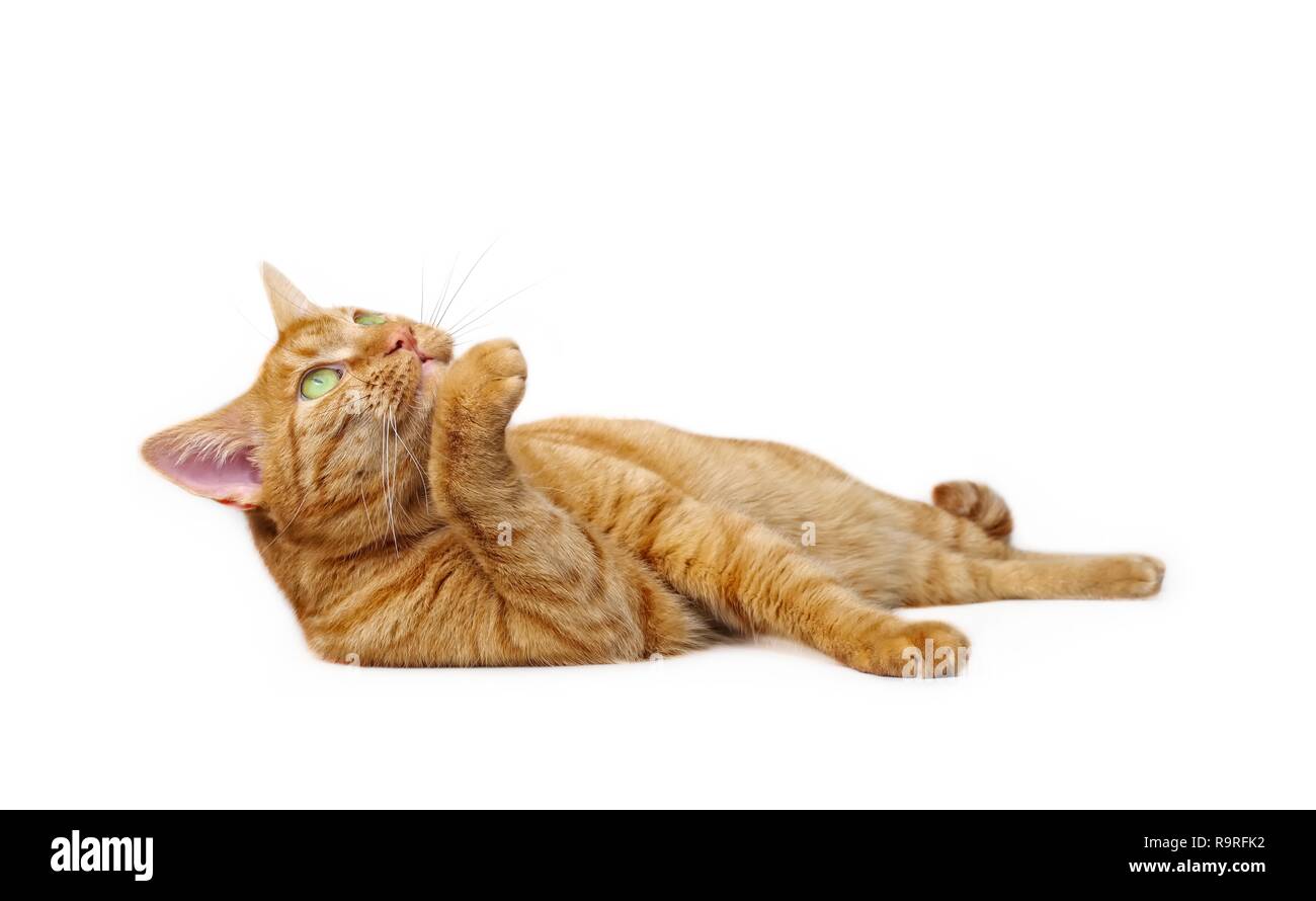 Ginger Space Cat