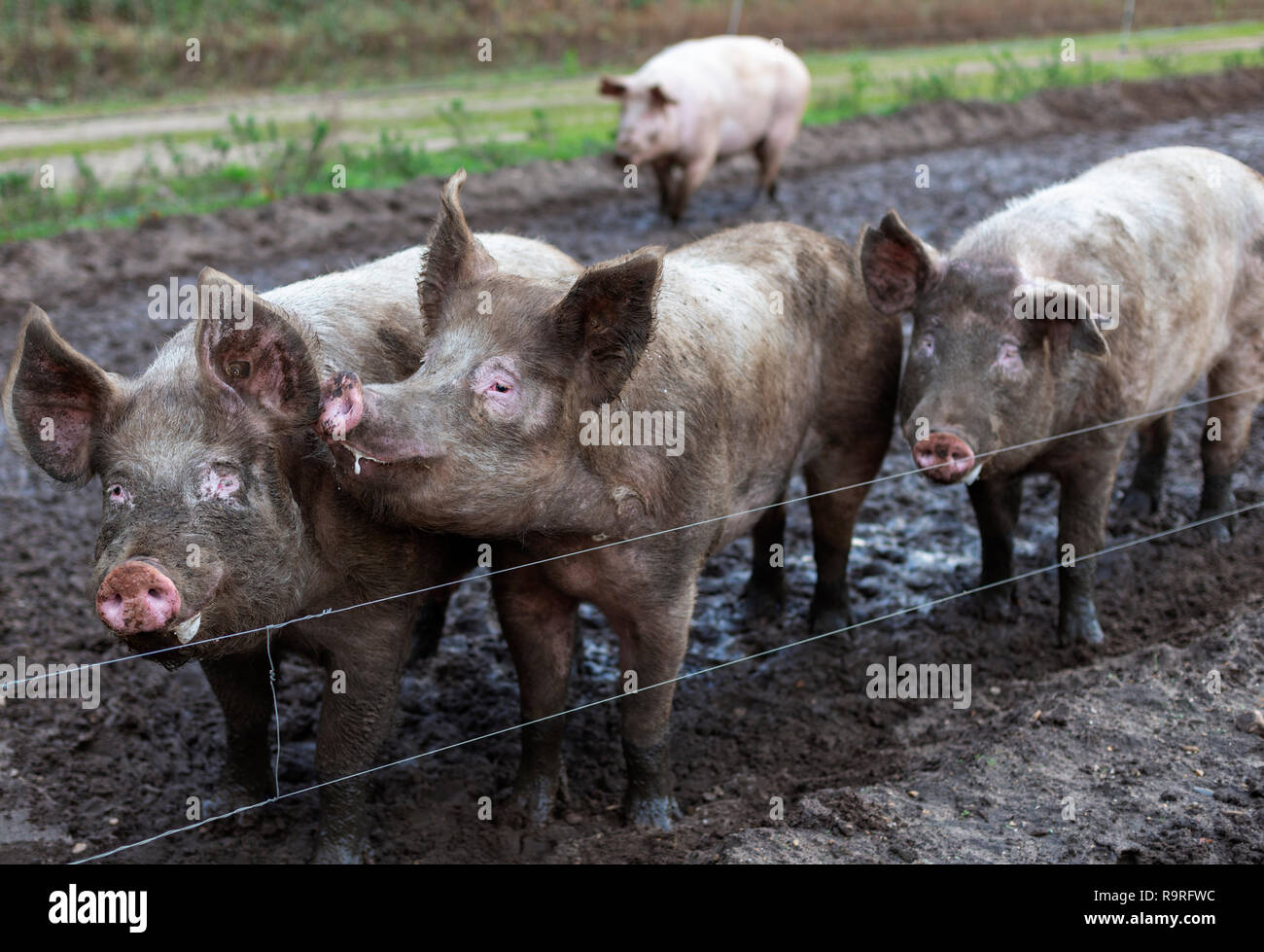 Outdoor reared pigs, Butley, Suffolk, UK Stock Photo - Alamy