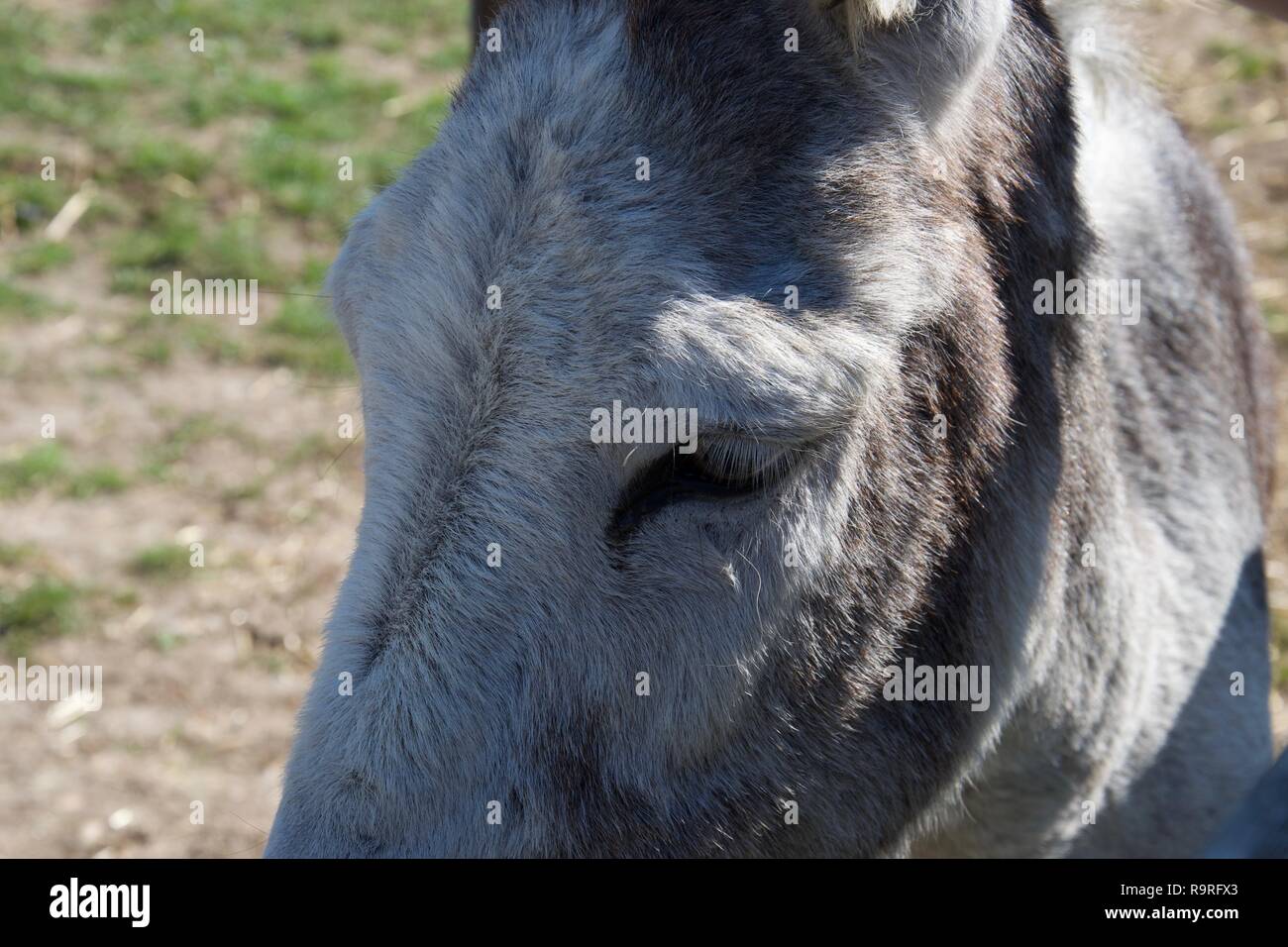 Close up donkeys eye hi-res stock photography and images - Alamy