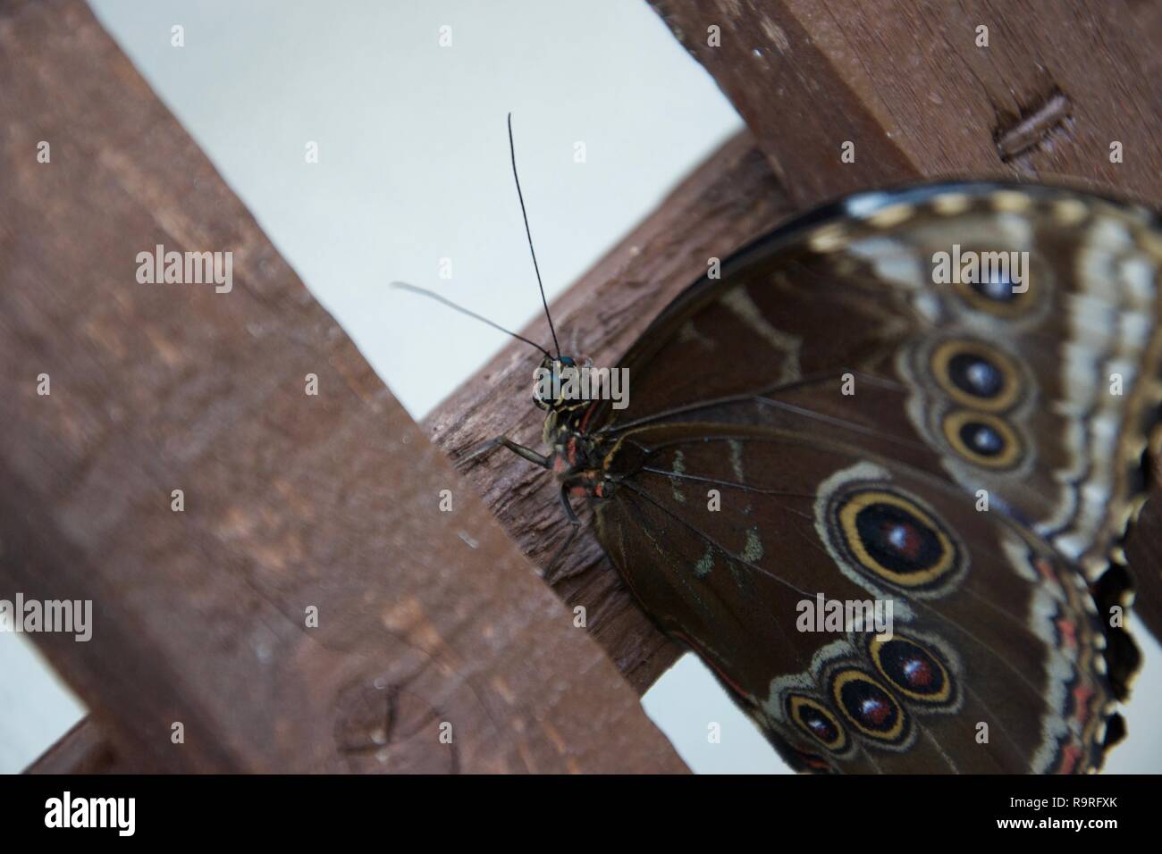 Folded up wings hi-res stock photography and images - Alamy