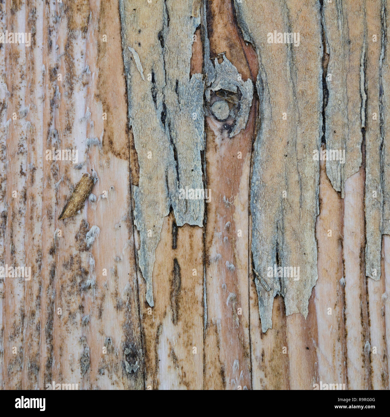 Rustic wooden plank Stock Photo - Alamy