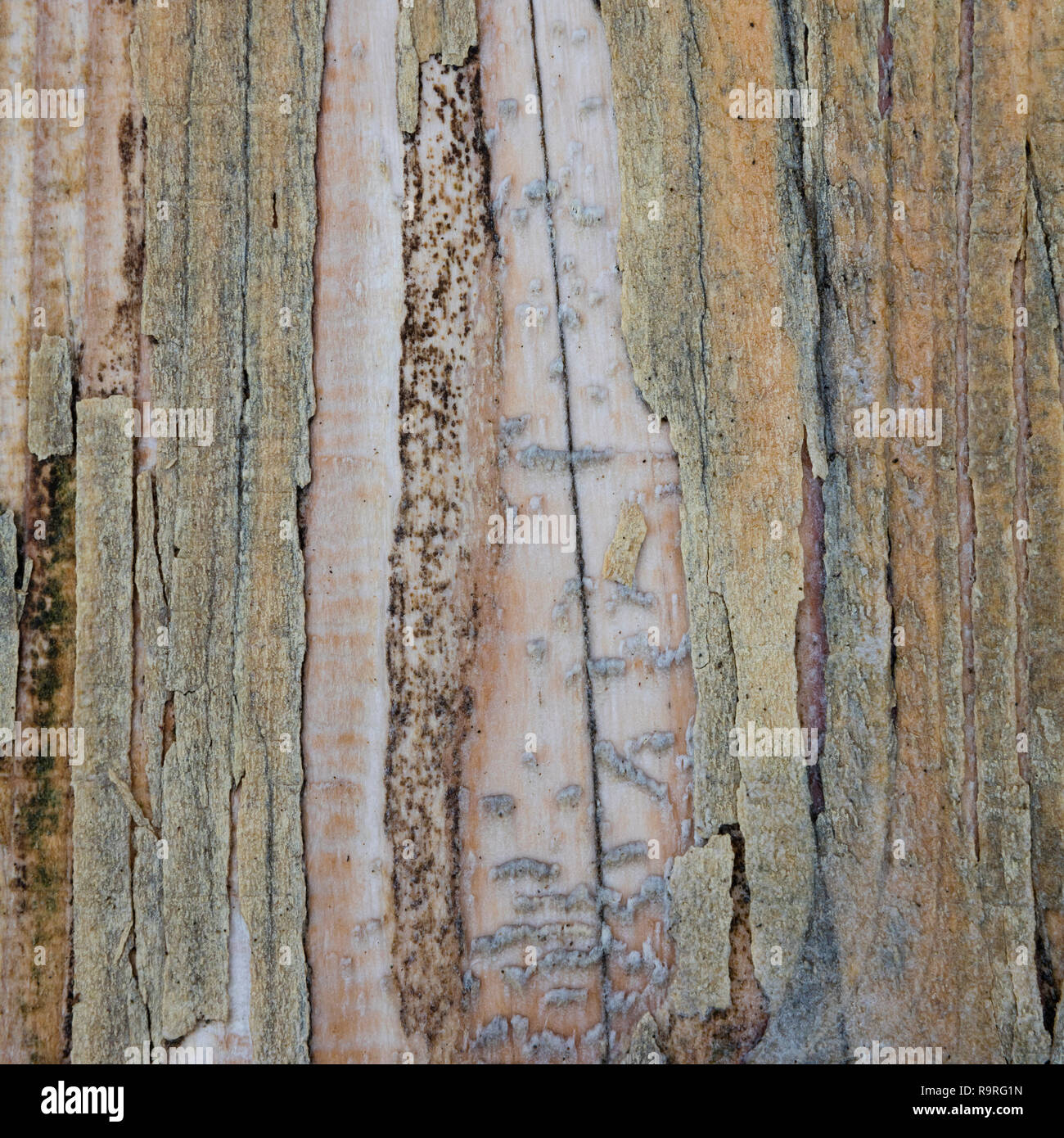 Flaking plank hi-res stock photography and images - Alamy