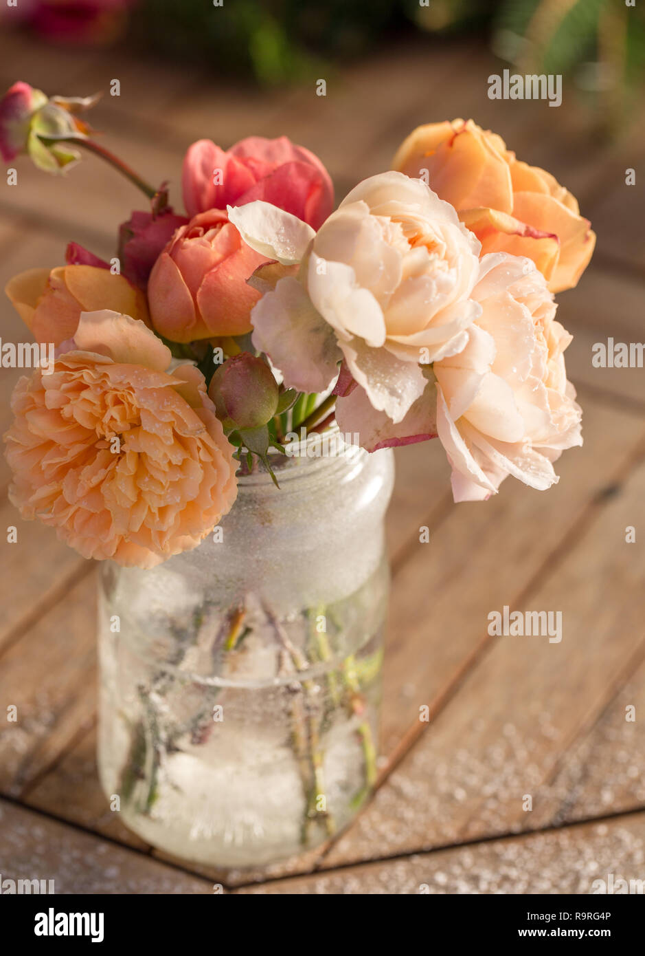 Bouquet of English roses with hoarfrost on the petals on the old wooden ...