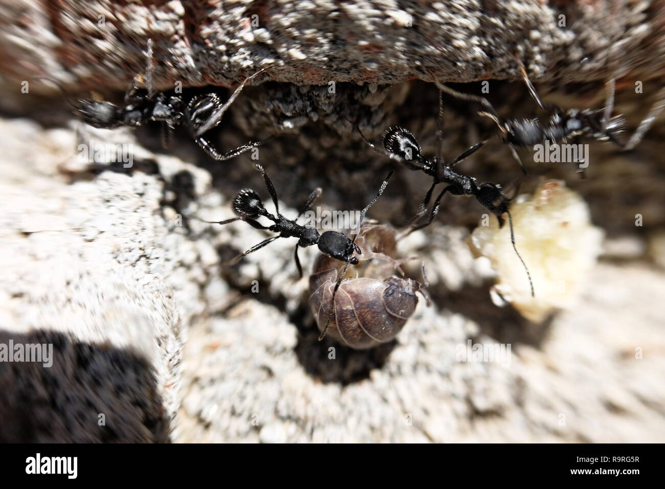 Battle ants hi-res stock photography and images - Alamy